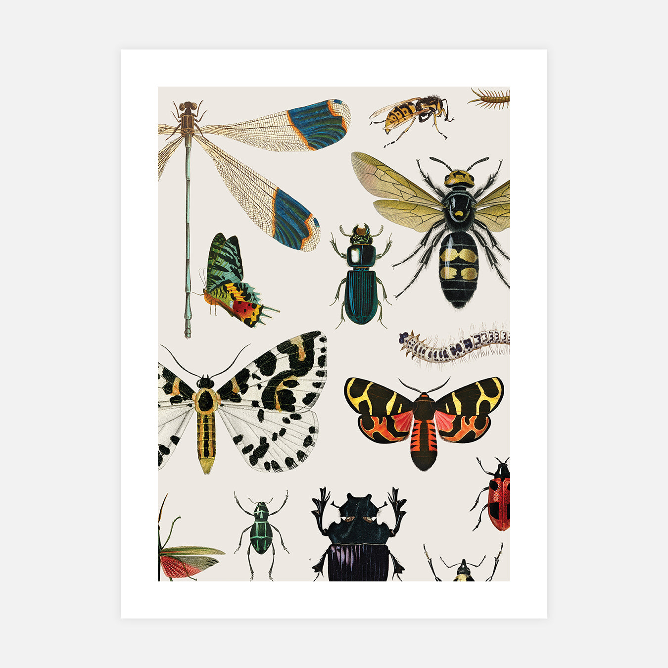 Planche insecte de Ségolène Teillauchet - Illustration